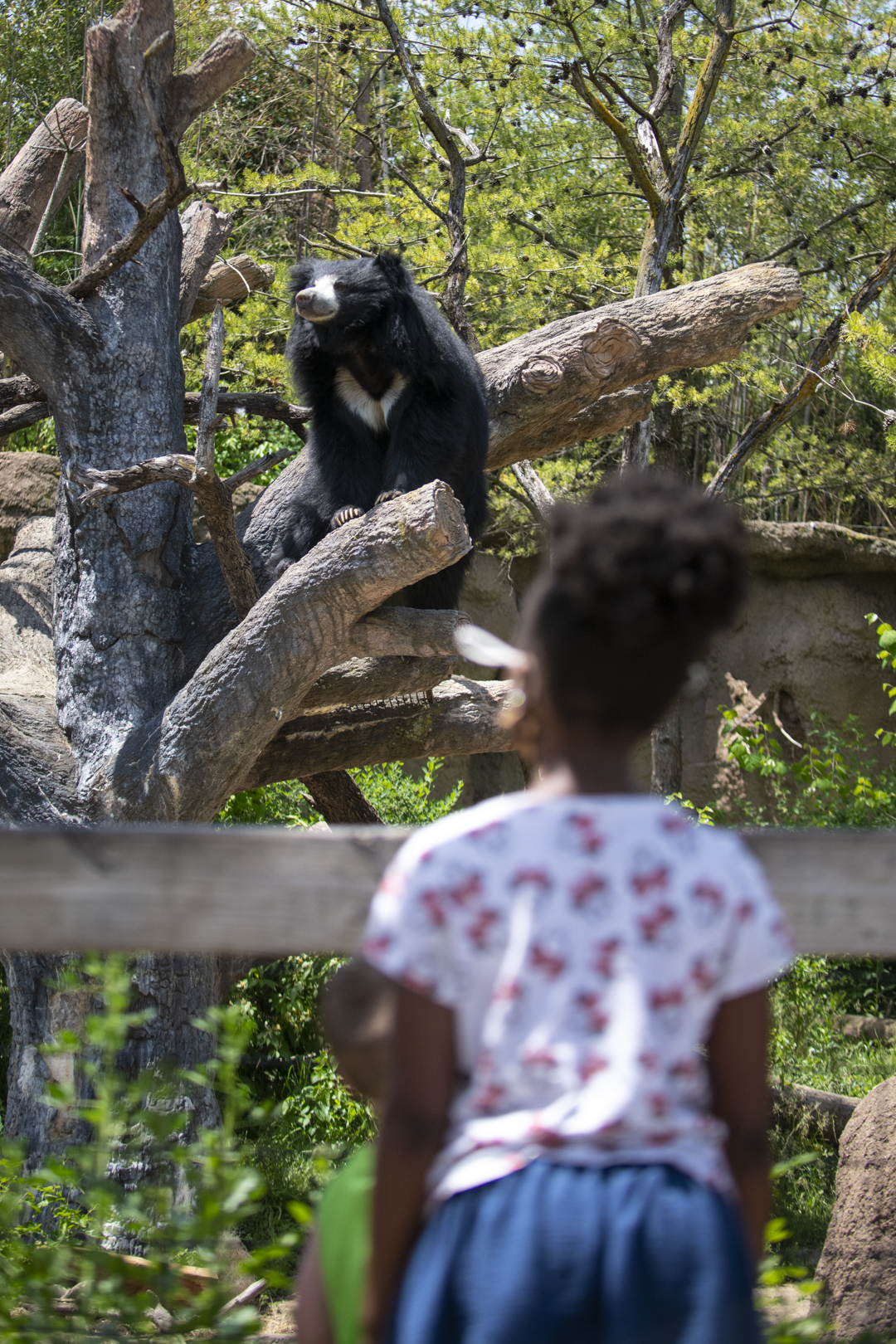 Columbus Zoo | Sloth Bear